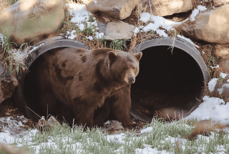Wall Street’s most bearish firm on stocks says there’s a chance of an ...